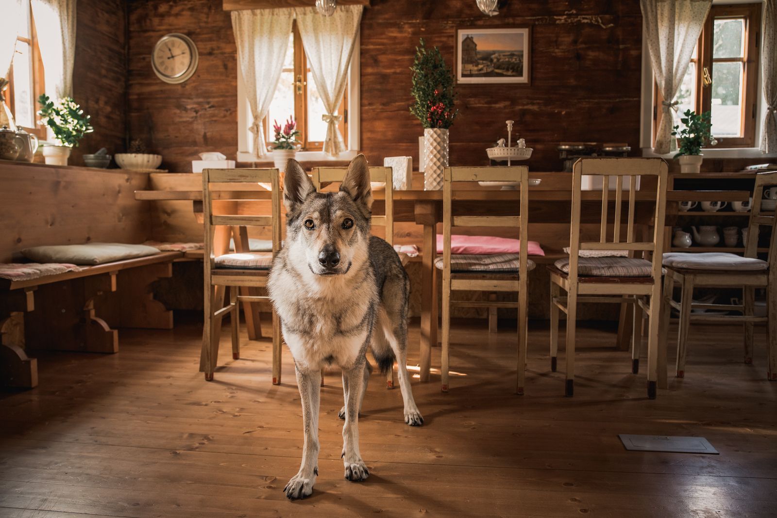 Dog friendly místa v Polsku | Blog | Amazing Places